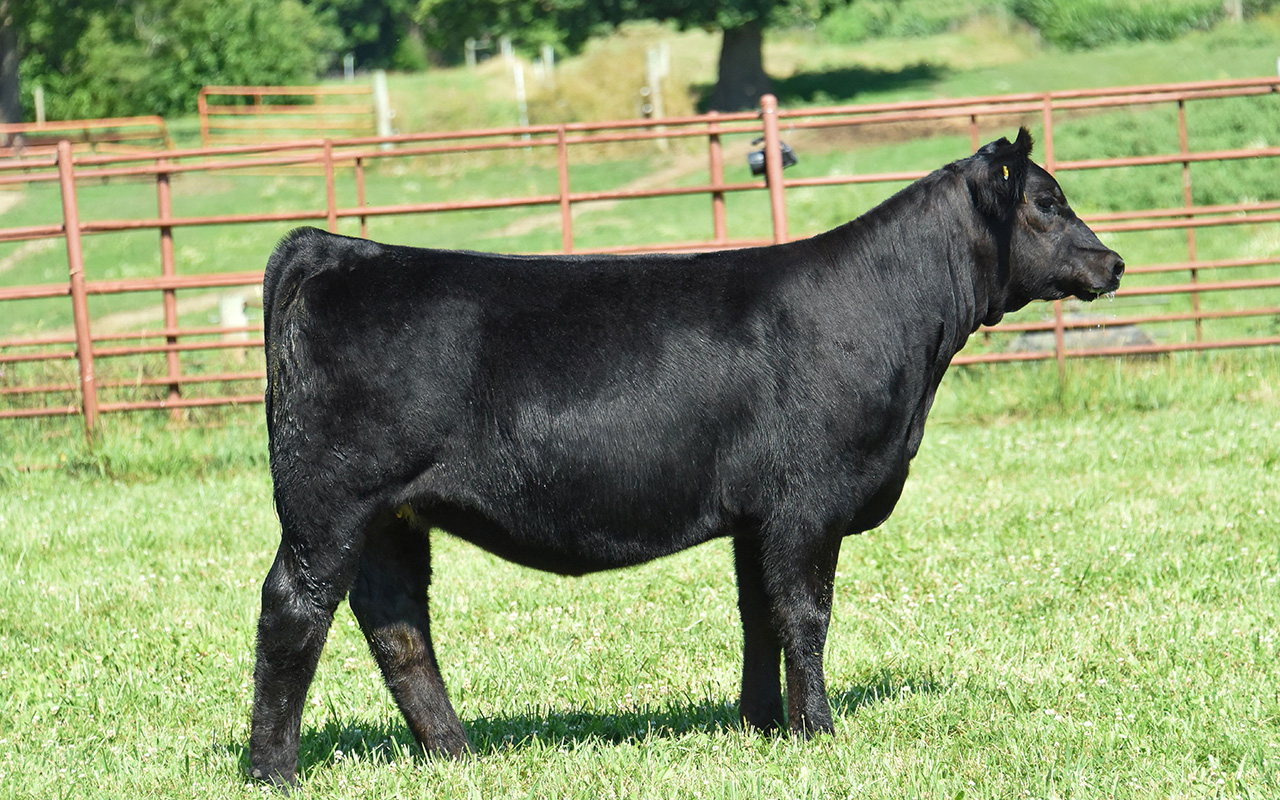 Dwyer Cattle – Stockyard Media