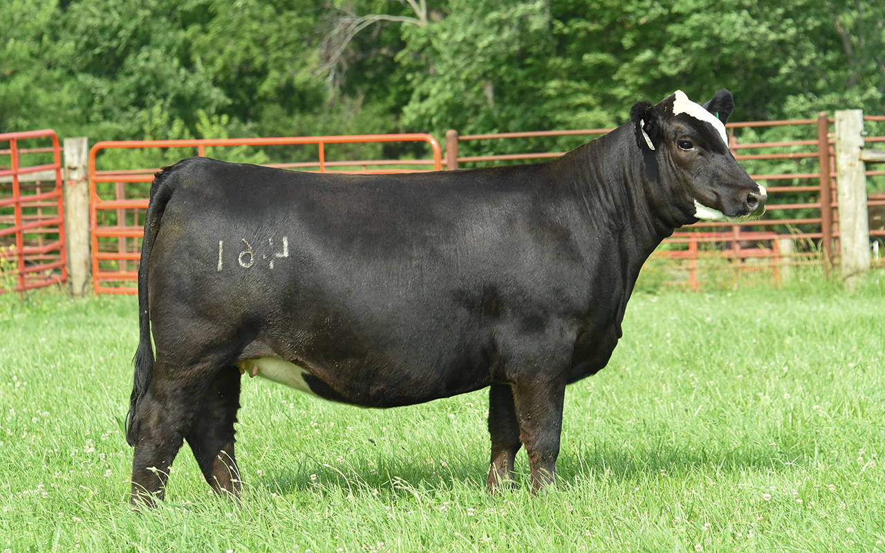 Dwyer Cattle – Stockyard Media