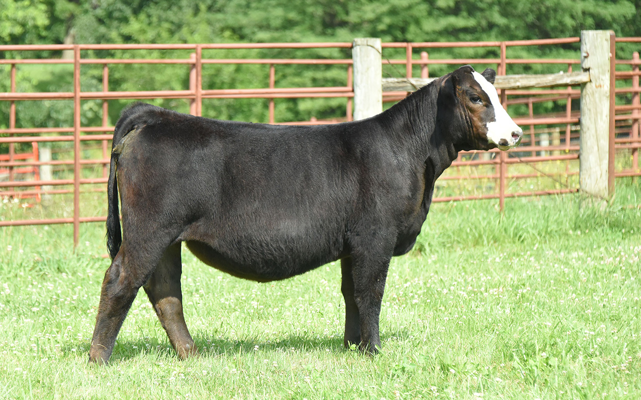 Dwyer Cattle – Stockyard Media