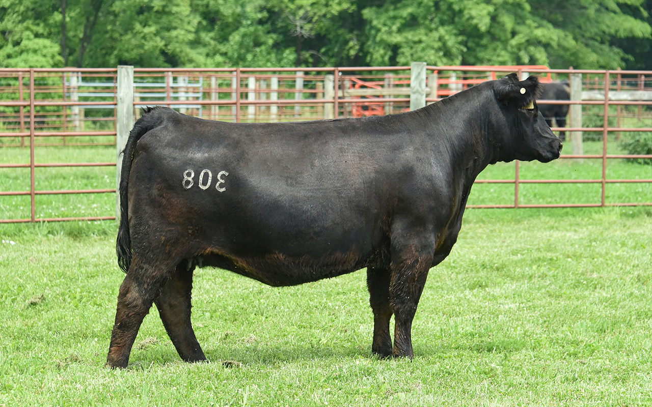 Dwyer Cattle – Stockyard Media