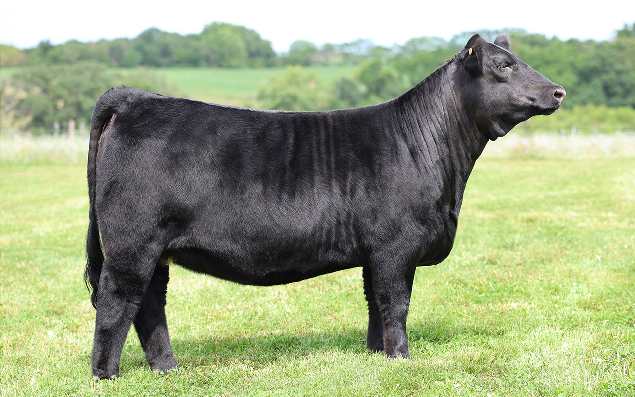 Dwyer Cattle – Stockyard Media